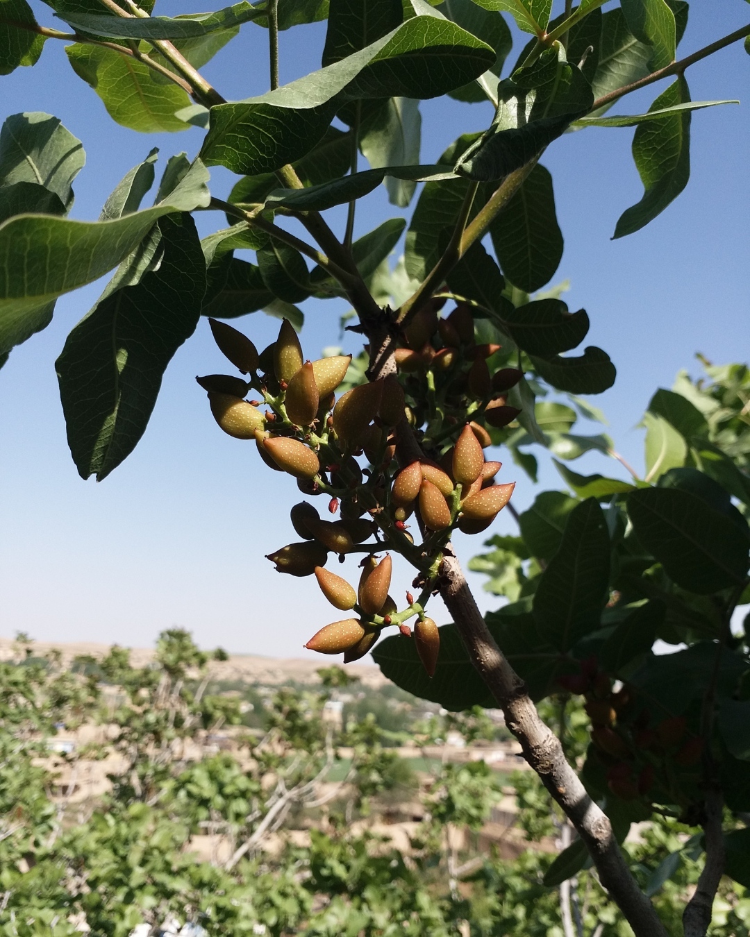 Introducing Ziba Foods - Zingerman's Deli