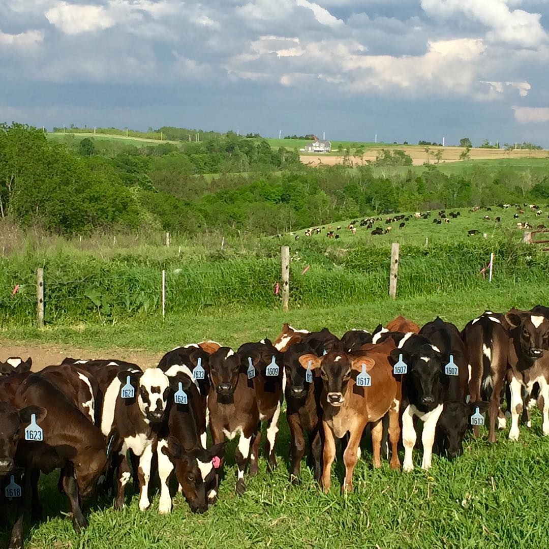 Introducing Uplands Cheese - Zingerman's Deli