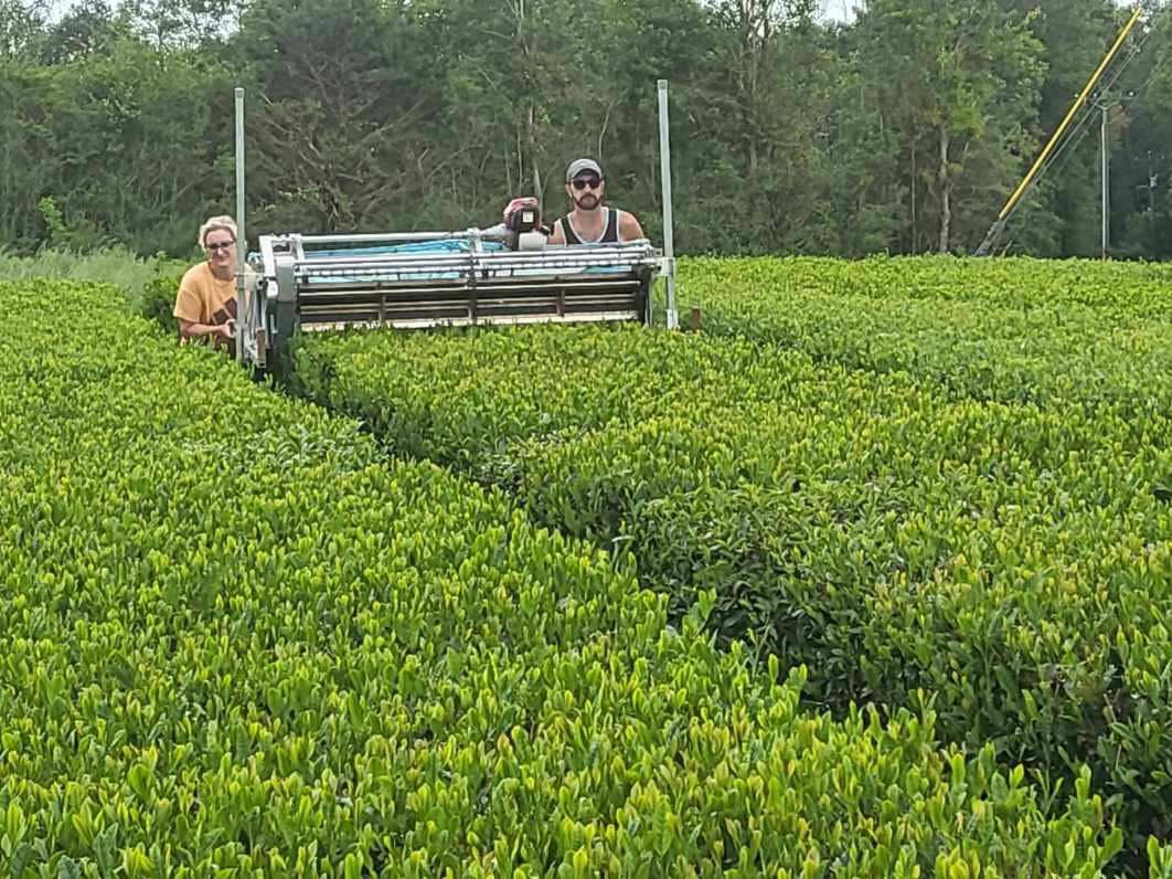 Introducing The Great Mississippi Tea Company – Zingerman's Deli